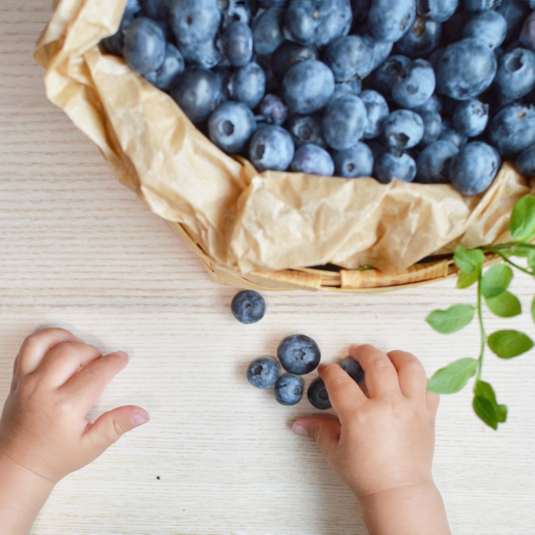 Blueberry Picking in Finland: A Beginner’s Forest Guide — When to Go ...