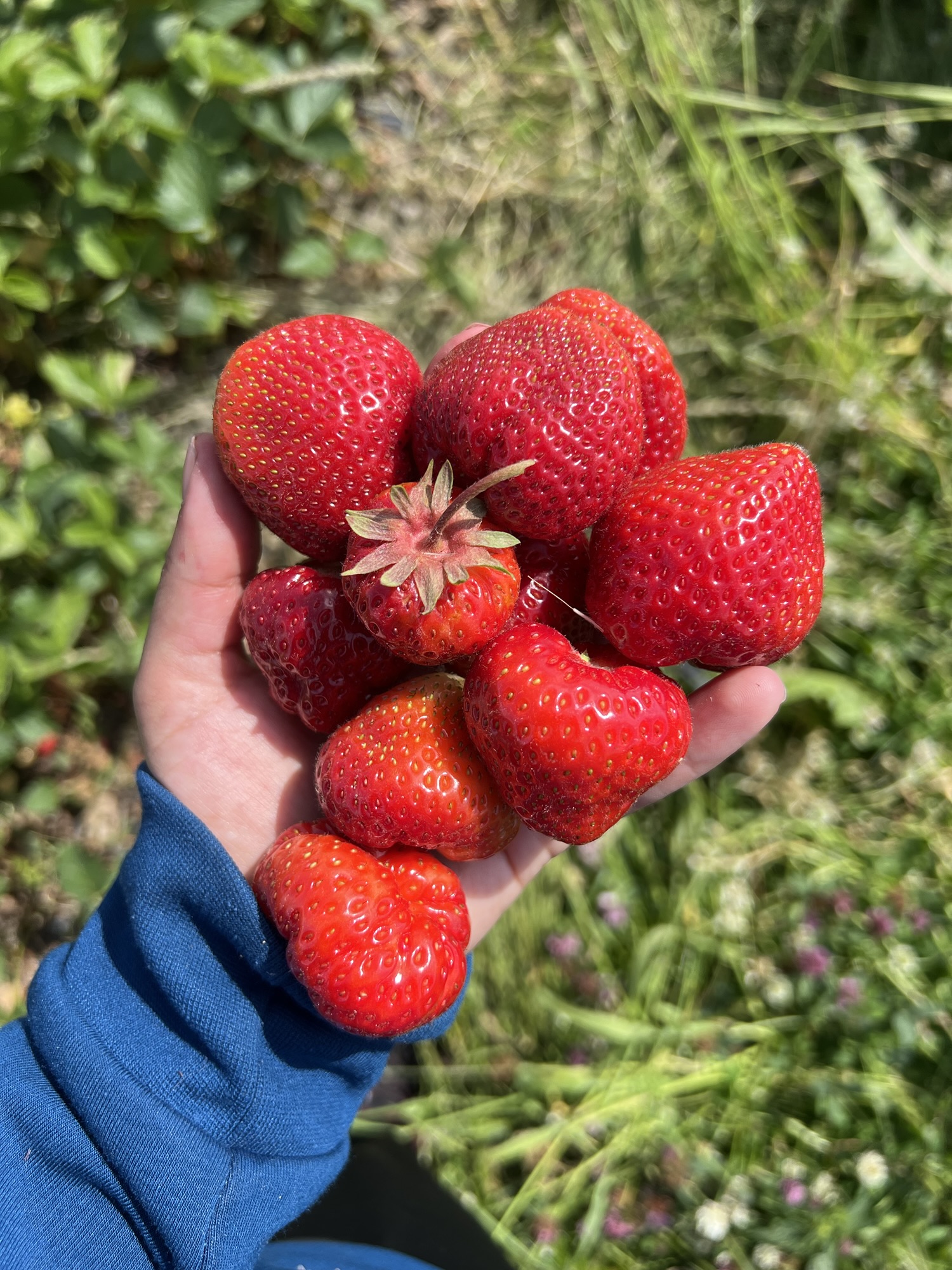Strawberry Picking in Finland (Near Helsinki): Farms, Tips & Easy Jam ...